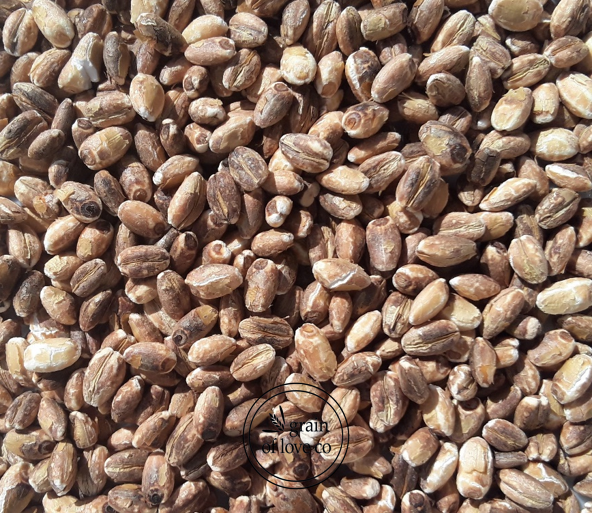 Cooking with Barley 101 - grain of love co