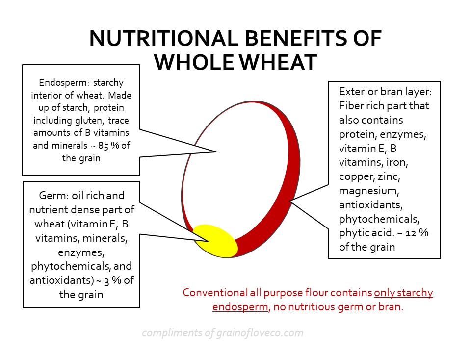 Cooking with Wheat 101 (Part 1) - grain of love co