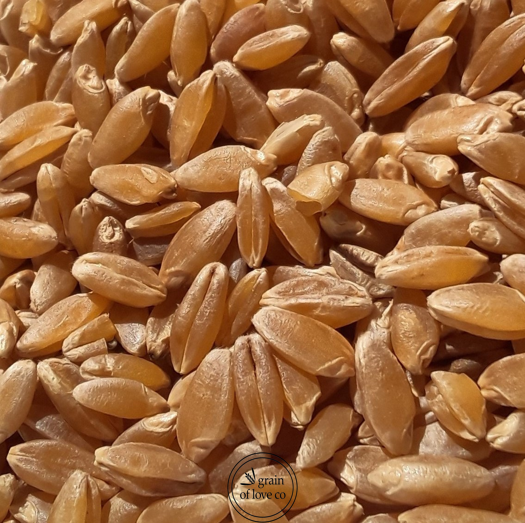 Cooking with Durum Wheat 101 - grain of love co