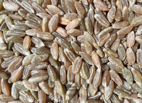 Cooking with Spelt 101 - grain of love co
