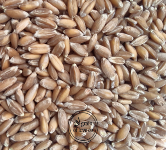 Cooking with Spelt 101 - grain of love co