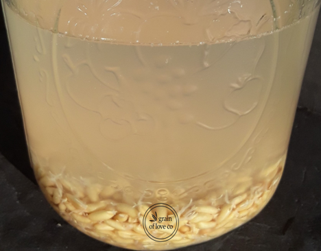 Cooking with Kamut (Khorasan) Wheat 101 - grain of love co