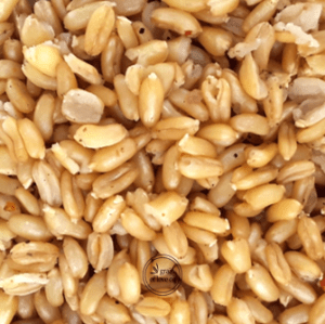 Cooking with Kamut (Khorasan) Wheat 101 - grain of love co