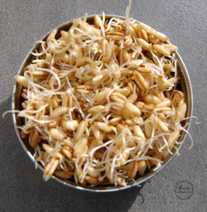 Cooking with Oats 101 - grain of love co