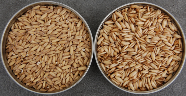 Cooking with Oats 101 - grain of love co