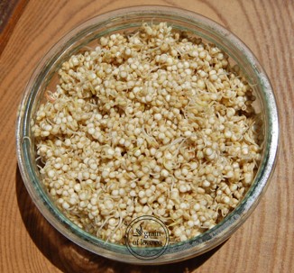 Cooking with Quinoa 101 - grain of love co