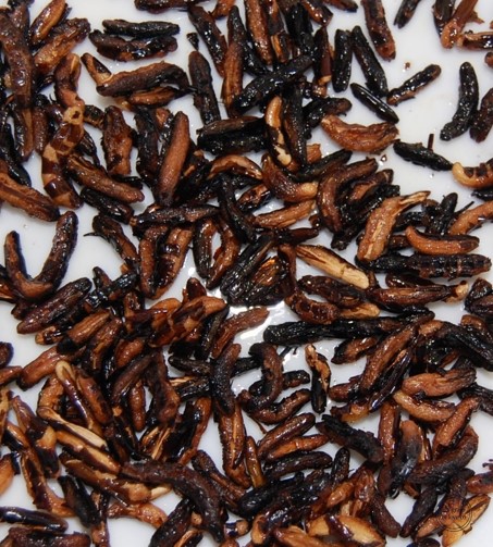 Cooking with Wild Rice 101 - grain of love co