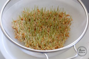 Cooking with Triticale 101 - grain of love co