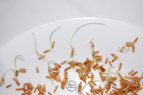 Cooking with Kernza 101 - grain of love co